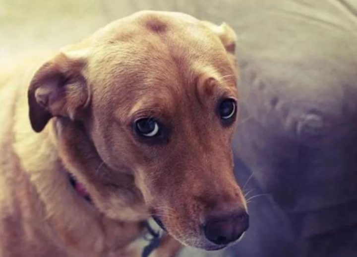 Descubren el misterio de la irresistible mirada de los perros | Es Chic