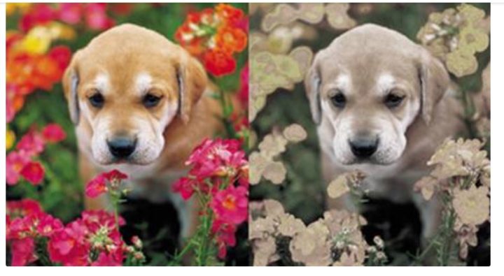 ¿De qué color ven los perros? | Es Chic