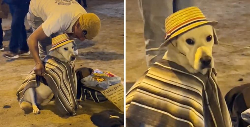 Perro disfrutó de las fiestas patrias de Chile | Es Chic