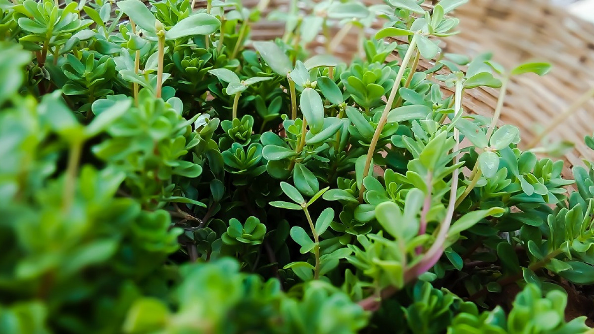 5 plantas medicinales que sirven como remedio casero para aliviar el picor